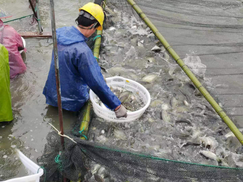 青浦区水产站积极开展2021年水产绿色健康养殖五大行动 农情科技 农业农村委 上海市青浦区人民政府