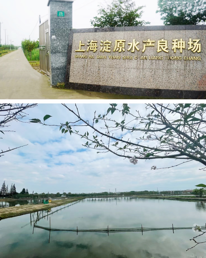 喜讯青浦区3家水产养殖单位成功创建为国家级水产健康养殖示范场 图片新闻 农业农村委 上海市青浦区人民政府