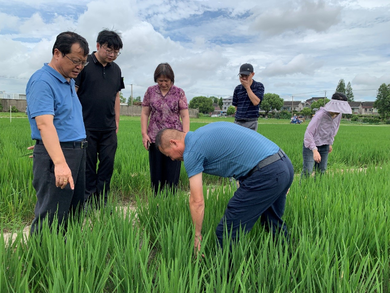 三农动态上海市粮食生产督导组来青浦指导工作 图片新闻 农业农村委 上海市青浦区人民政府