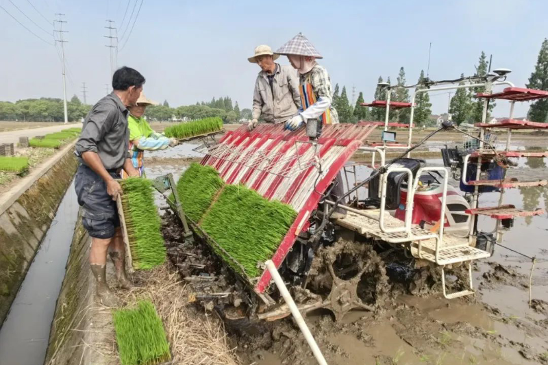三农动态区农技中心完成2024年长三角地区上海水稻新品种集中展示移栽工作 工作动态 农业农村委 上海市青浦区人民政府