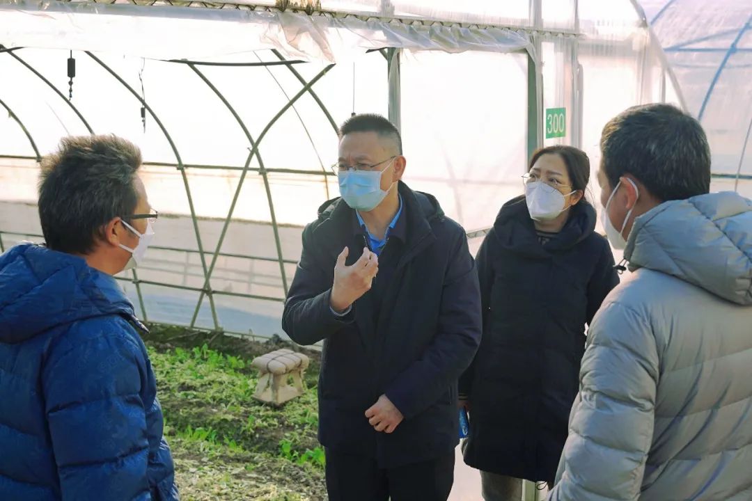 市农业农村委蔬菜办主任来白鹤镇调研春节期间蔬菜保供工作 图片新闻 白鹤镇 上海市青浦区人民政府