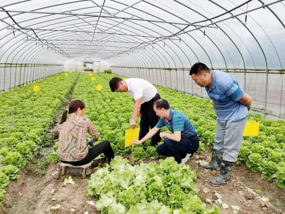 生态循环农业来了重固以绿色发展引领乡村振兴 图片新闻 重固镇 上海市青浦区人民政府